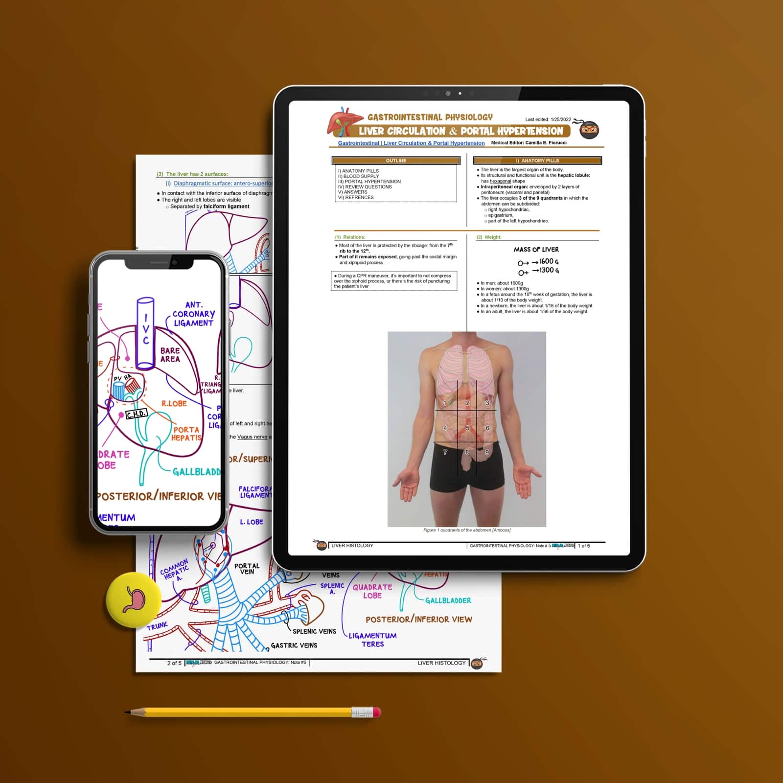 Liver Circulation & Portal Hypertension - Notes - NinjaNerd Medicine